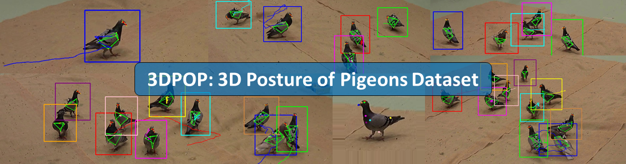 3DPOP: 3D Posture of Pigeons Dataset | Dataset-3DPOP
